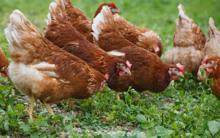 Arquivos Galinhas Poedeiras - Certified Humane Brasil | Bem-estar animal