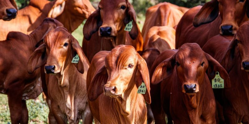 5 regras de bem-estar para o transporte de bovinos