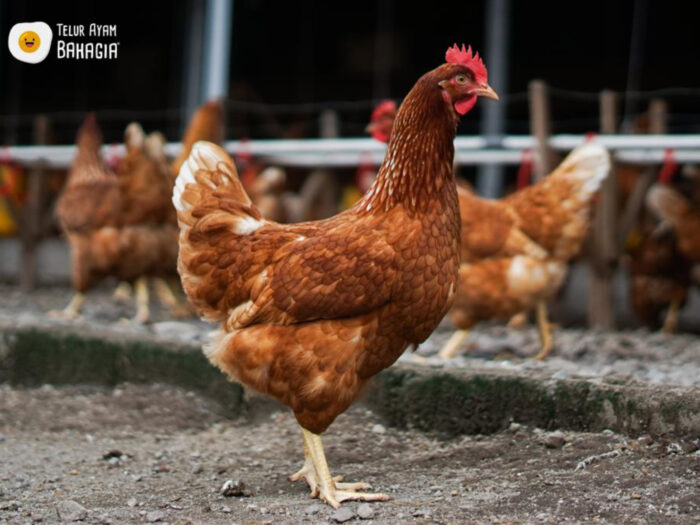 CV Telur Ayam Bahagia - Certified Humane Brasil | Bem-estar animal