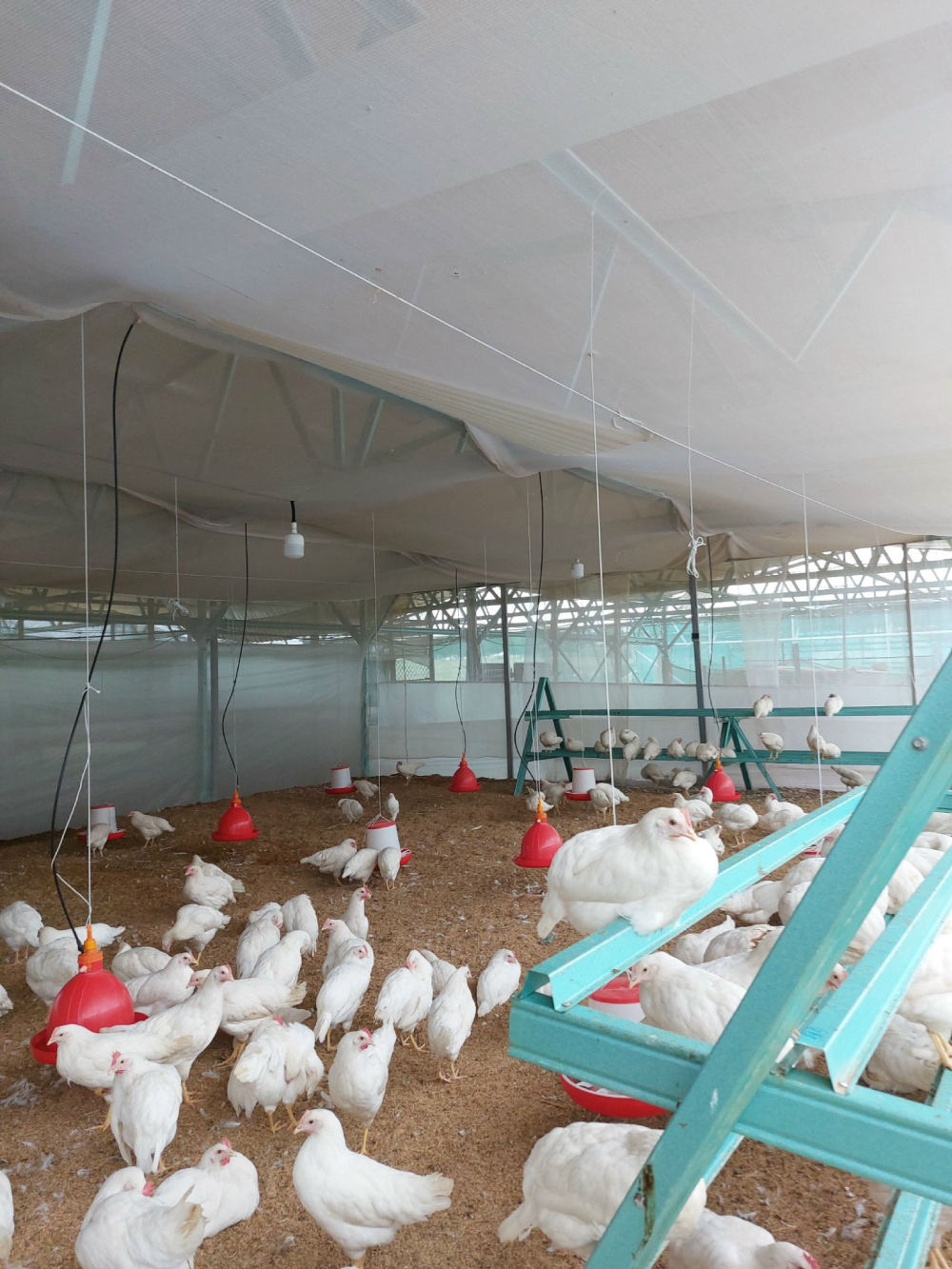 CAS Farm - Control & Automation Solutions Co., Ltd - Certified Humane ...