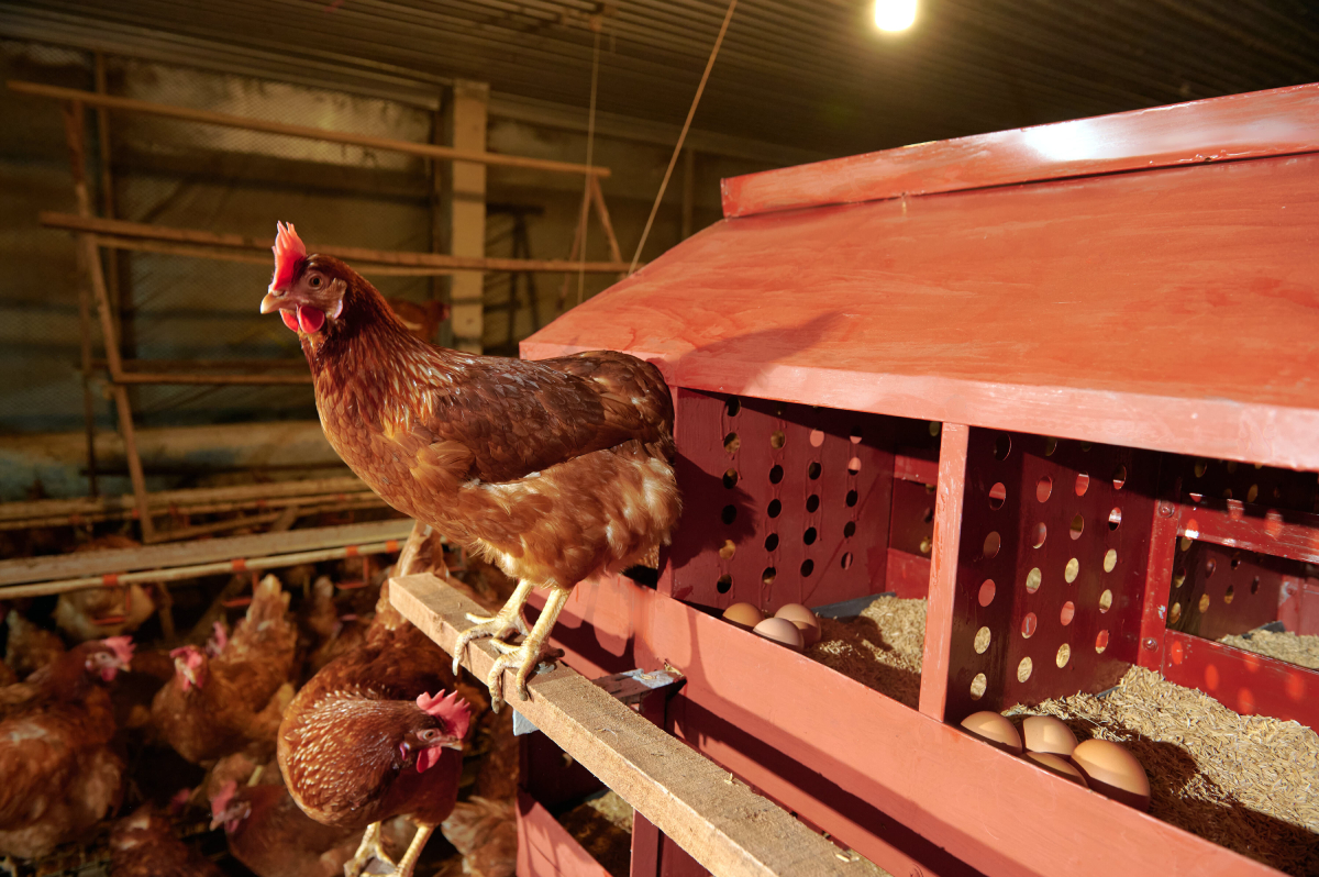 emivest-03 - Certified Humane Brasil | Bem-estar animal