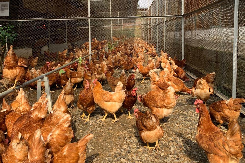 CV. Gemilang - Certified Humane Brasil | Bem-estar animal